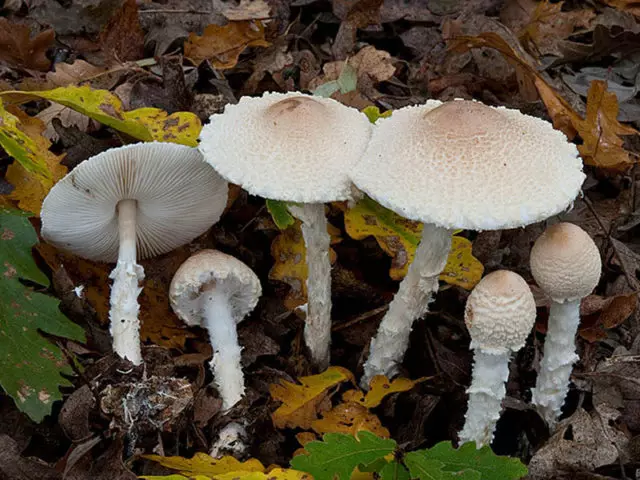 Štitna lepiota: je li moguće jesti, kušati, gdje raste, kako izgleda, fotografija 6552_1