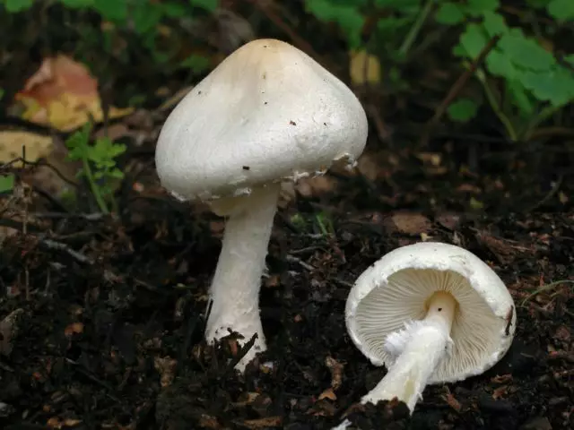 Štitna lepiota: je li moguće jesti, kušati, gdje raste, kako izgleda, fotografija 6552_4