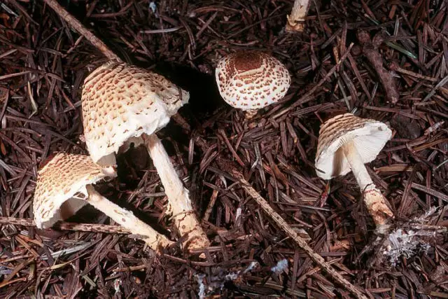 Shield lepiota: is dit moontlik om te eet, proe, waar dit groei, hoe dit lyk, foto 6552_5