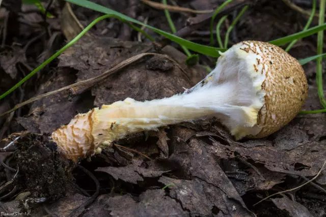 Štitna lepiota: je li moguće jesti, kušati, gdje raste, kako izgleda, fotografija 6552_6