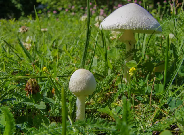 Štitna lepiota: je li moguće jesti, kušati, gdje raste, kako izgleda, fotografija 6552_7