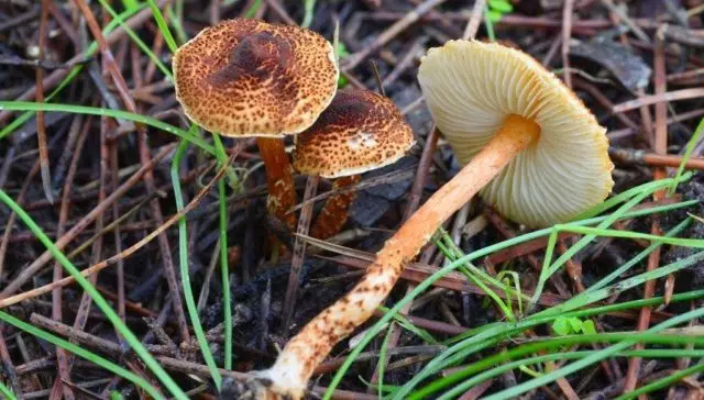 Štitna lepiota: je li moguće jesti, kušati, gdje raste, kako izgleda, fotografija 6552_9