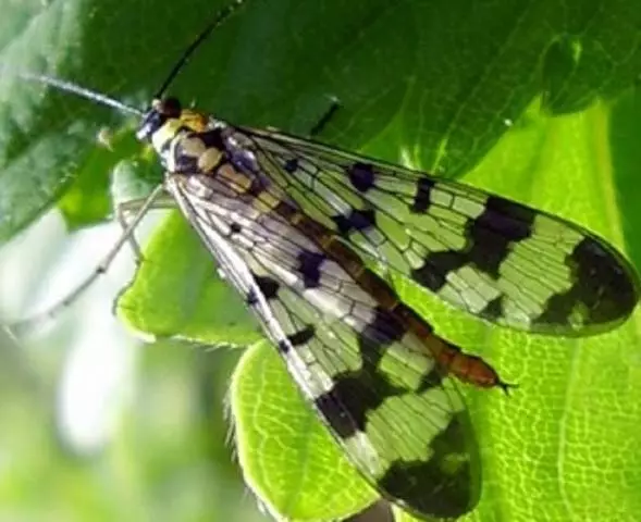 Bolesti i štetnici malina: fotografije i njihovo liječenje, kako obraditi 6562_12