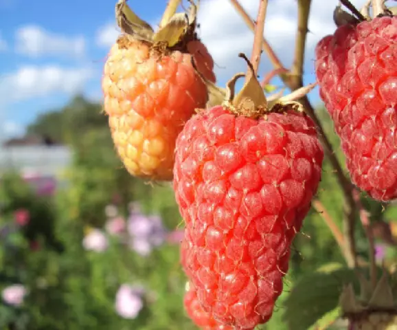 Frambuesa Sokolitsa: descripción de la variedad, fotos, reseñas, características de cultivo, fechas de maduración. 6568_2