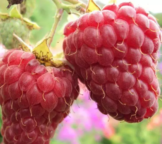 Raspberry Sokolitsa: የዝርዝሩ መግለጫ ፣ ፎቶዎች ፣ ግምገማዎች ፣ የእርሻ ባህሪዎች ፣ የማብሰያ ቀናት 6568_3