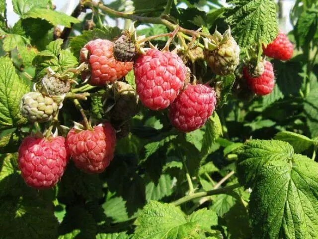 Raspberry Octavia (Octavia): የተለያዩ መግለጫዎች ፣ ፎቶዎች ፣ ግምገማዎች ፣ ምርት ፣ የእርሻ ባህሪዎች 6575_3