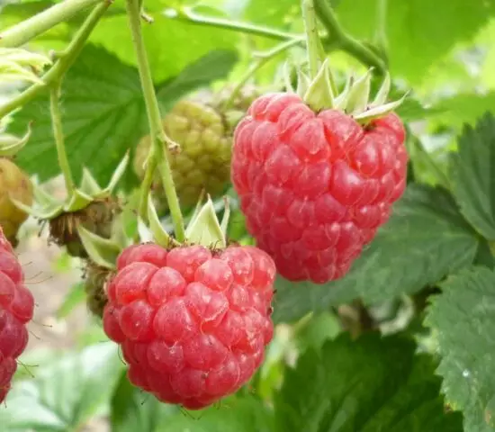 Raspberry Octavia (Octavia): የተለያዩ መግለጫዎች ፣ ፎቶዎች ፣ ግምገማዎች ፣ ምርት ፣ የእርሻ ባህሪዎች 6575_4