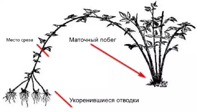 Raspberry Octavia (Octavia): төрөл бүрийн тайлбар, гэрэл зураг, тойм, ургац, тариалах онцлог 6575_6