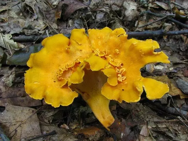 Chanterelles: cá bhfásann siad, nuair a thosaíonn siad ag fás, cá mhéad a fhásann siad, cathain a bhíonn siad ag fómhar 6596_3