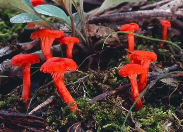 Chanterelles: cá bhfásann siad, nuair a thosaíonn siad ag fás, cá mhéad a fhásann siad, cathain a bhíonn siad ag fómhar 6596_4