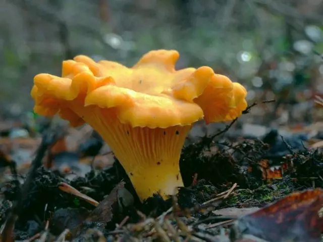 Chanterelles: cá bhfásann siad, nuair a thosaíonn siad ag fás, cá mhéad a fhásann siad, cathain a bhíonn siad ag fómhar 6596_5