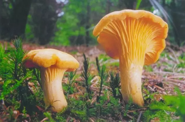 Chanterelle Champignonen: medizinesch Eegeschaften a Kontraindikatiounen, Behandlung, Rezepter 6597_1