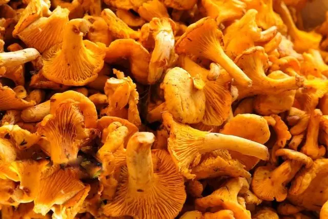 Chanterelle-fungoj: kuracaj propraĵoj kaj kontraŭindikoj, kuracado, receptoj 6597_12