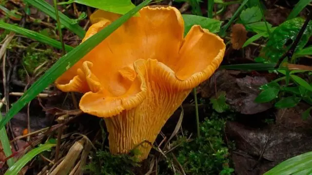 Chanterelle qo'ziqorinlari: dorivor xususiyatlari va kontrendikatsiyasi, davolash, retseptlar 6597_2