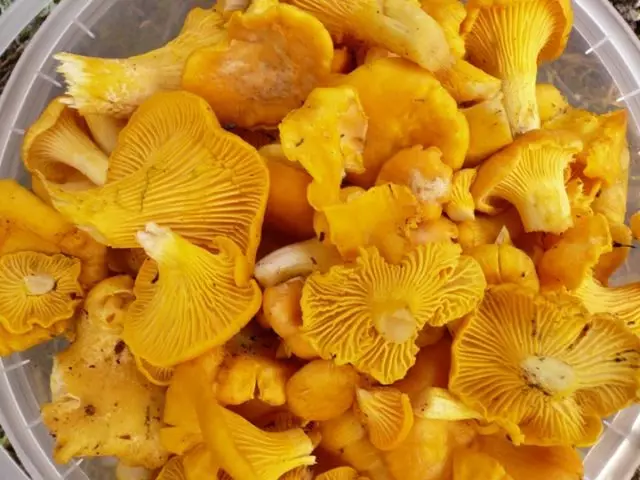 Chanterelle мөөг: эмийн шинж чанар ба эсрэг заалт, эмчилгээ, жор 6597_7