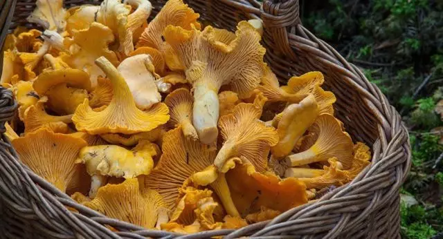 Ngano nga ang mga chanterelles dili wormy: mga hinungdan ngano nga ang mga wate dili mokaon uhong 6607_2