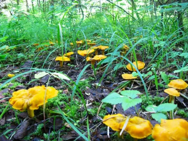 Парвариши chanterelles дар хона барои шурӯъкунандагон: аз мицелия, спораҳо 6608_2