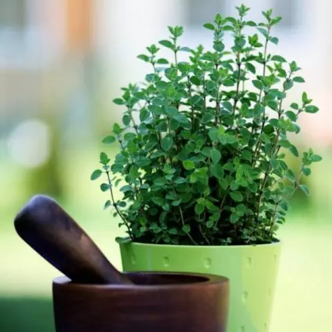 Oregano (oregano) ကိုအိမ်တွင်အိုး၌ထားပြီးပြတင်းပေါက်မှအစေ့များမှပေါက်သည် 6616_1