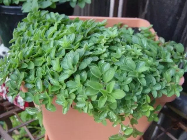 Oregano (oregano) í potti heima: vaxandi úr fræjum í gluggakistunni 6616_10