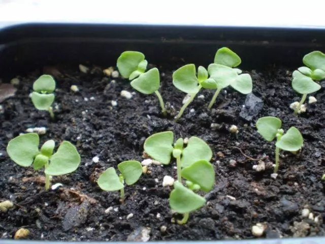 Oregano (oregano) a cikin tukunya a gida: girma daga tsaba akan windowsill 6616_17