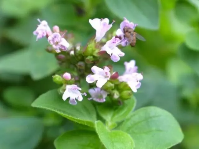 Oregano (oregano) ကိုအိမ်တွင်အိုး၌ထားပြီးပြတင်းပေါက်မှအစေ့များမှပေါက်သည် 6616_5