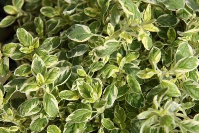 Oregano (oregano) ကိုအိမ်တွင်အိုး၌ထားပြီးပြတင်းပေါက်မှအစေ့များမှပေါက်သည် 6616_6