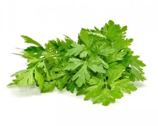 Parsley: inavyoonekana, mmea wa kila mwaka au wa kudumu, mboga au la, aina, aina, picha 6618_14