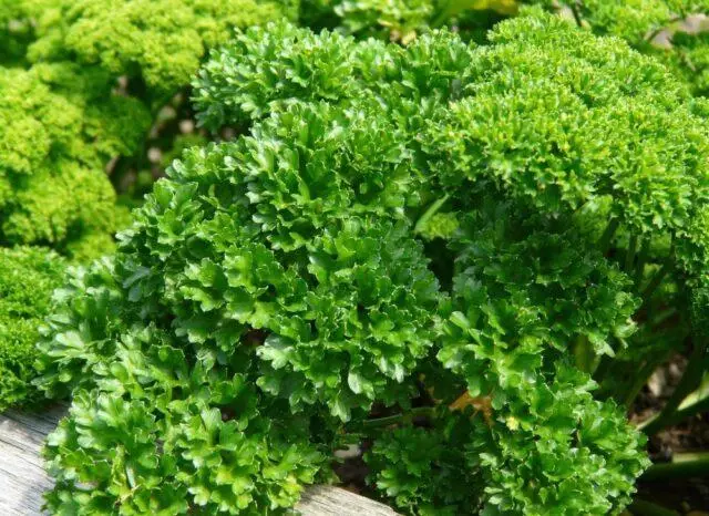 Parsley: inavyoonekana, mmea wa kila mwaka au wa kudumu, mboga au la, aina, aina, picha 6618_16