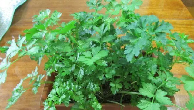 Parsley: inavyoonekana, mmea wa kila mwaka au wa kudumu, mboga au la, aina, aina, picha 6618_17