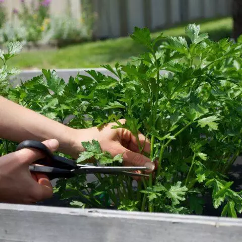 Pasli: seperti apa, tanaman tahunan atau tahunan, sayur-sayuran atau tidak, jenis, jenis, foto 6618_18