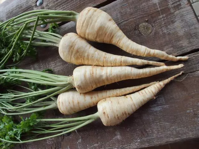 Parsley: inavyoonekana, mmea wa kila mwaka au wa kudumu, mboga au la, aina, aina, picha 6618_19