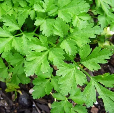 Parsley: inavyoonekana, mmea wa kila mwaka au wa kudumu, mboga au la, aina, aina, picha 6618_30