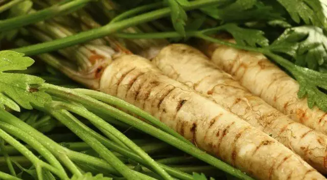 Parsley: inavyoonekana, mmea wa kila mwaka au wa kudumu, mboga au la, aina, aina, picha 6618_37