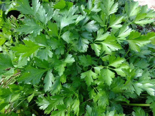 Parsley: inavyoonekana, mmea wa kila mwaka au wa kudumu, mboga au la, aina, aina, picha 6618_5