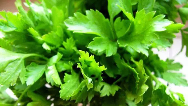 Parsley: inavyoonekana, mmea wa kila mwaka au wa kudumu, mboga au la, aina, aina, picha 6618_6