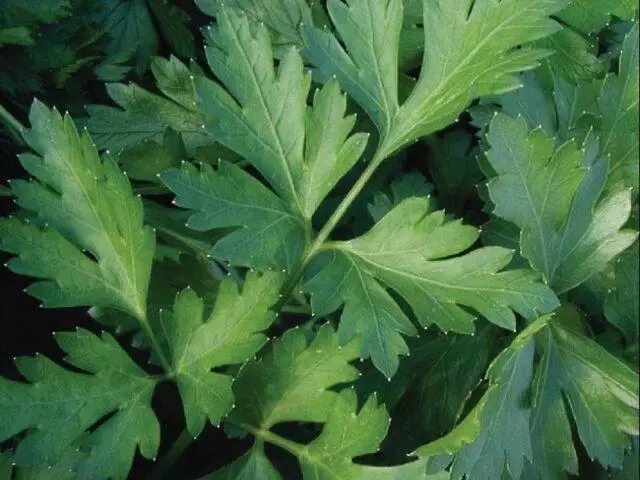 Parsley: inavyoonekana, mmea wa kila mwaka au wa kudumu, mboga au la, aina, aina, picha 6618_7