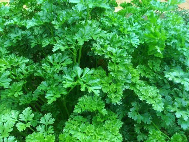 Parsley: inavyoonekana, mmea wa kila mwaka au wa kudumu, mboga au la, aina, aina, picha 6618_8