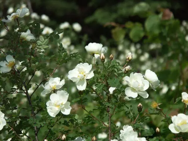 Rosa Mosqueta: qual é o nome, o que ajuda, o que é útil, difere do vermelho, onde cresce, quando colher, foto 6633_1