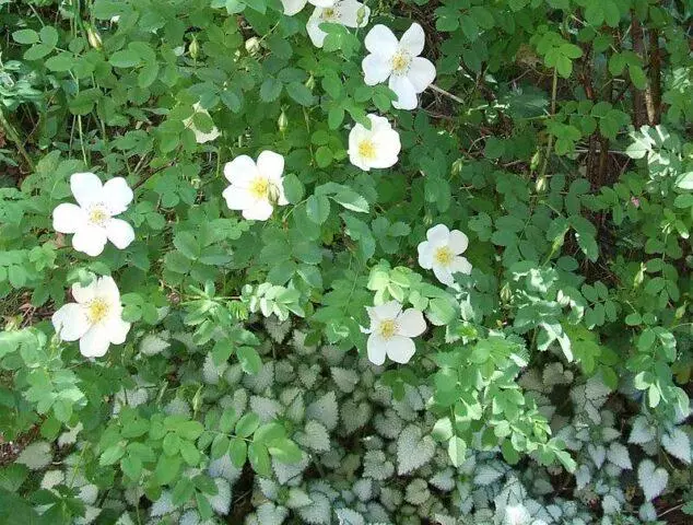 Rosa Mosqueta: qual é o nome, o que ajuda, o que é útil, difere do vermelho, onde cresce, quando colher, foto 6633_2