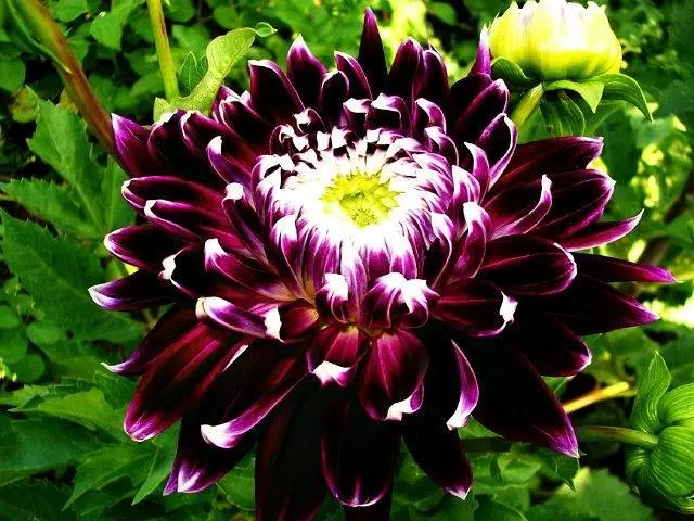 Variétas Dahlia kalayan poto sareng nami