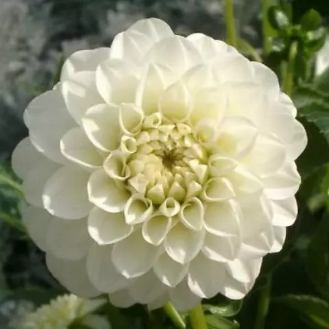 Albino