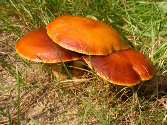 Oiler kelabu (Suillus viscidus atau Suillus aeruginascens): seperti apa, dimakan atau tidak 6650_5