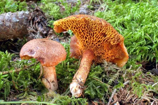 Oiler kelabu (Suillus viscidus atau Suillus aeruginascens): seperti apa, dimakan atau tidak 6650_6