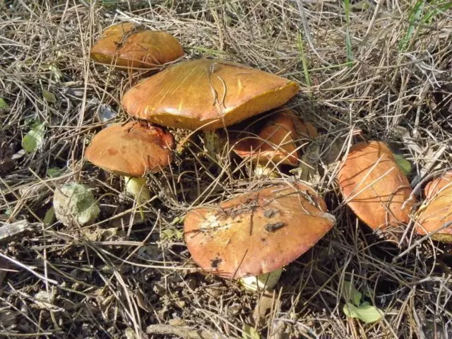 Gyzyl ýag (Suillus collinitus): görnüşi, iýip bolýan ýa-da ýok 6654_10