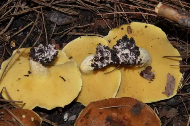 Raudonojo aliejaus skardinė (Suillus collinitus): kaip ji atrodo, valgoma ar ne 6654_2