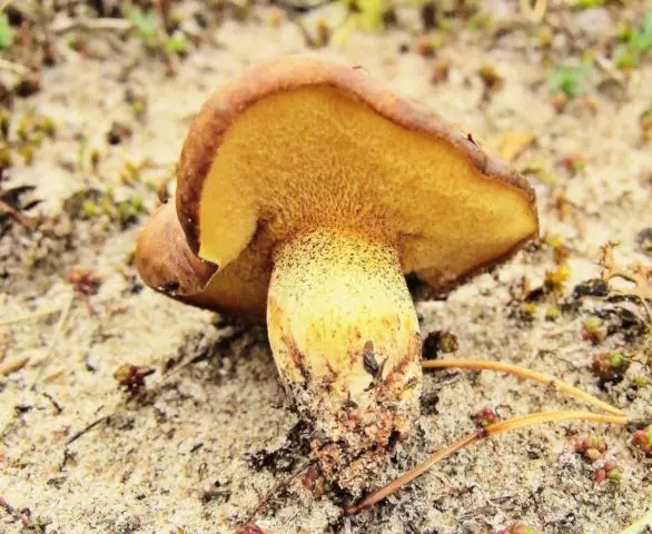 Lata de óleo vermelho (Suillus collinitus): como é, comestível ou não 6654_3