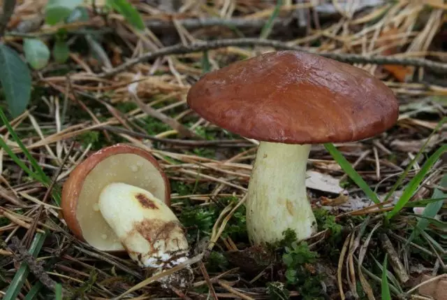 Röd oljeburk (Suillus collinitus): hur det ser ut, ätbart eller inte 6654_4