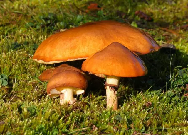 Rote Öldose (Suillus collinitus): wie es aussieht, essbar oder nicht 6654_5