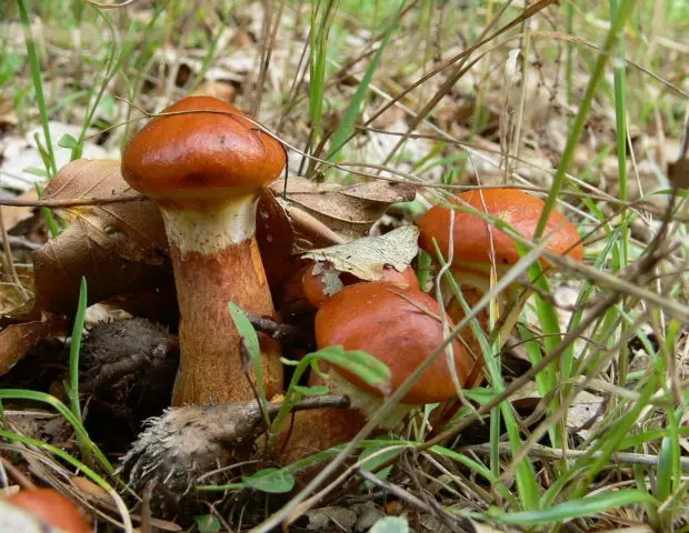 Merkittävä öljy (Suillus spectabilis): kuvaus, valokuva, missä se kasvaa, syötävyys 6656_1