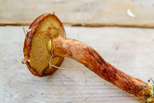 Маслюк примітний (Suillus spectabilis): опис, фото, де росте, їстівність 6656_12